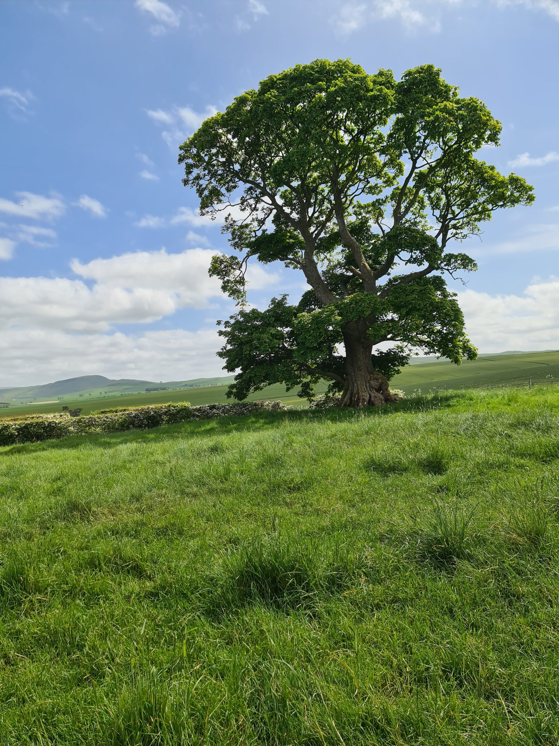 Cessford Castle – A scottish World